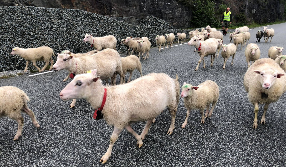 Sauene på veg til fjells - Tysnesingen