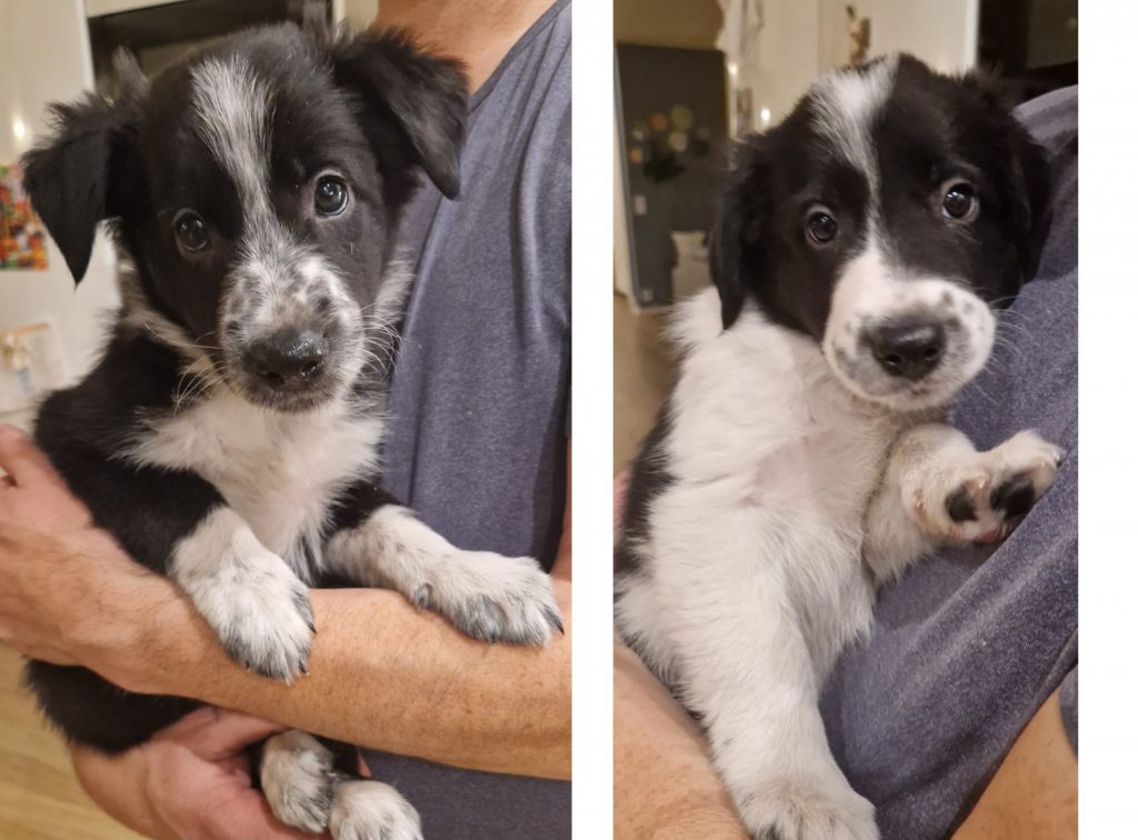 SOLGT! Border collie valper 2 hanner - Tysnesingen